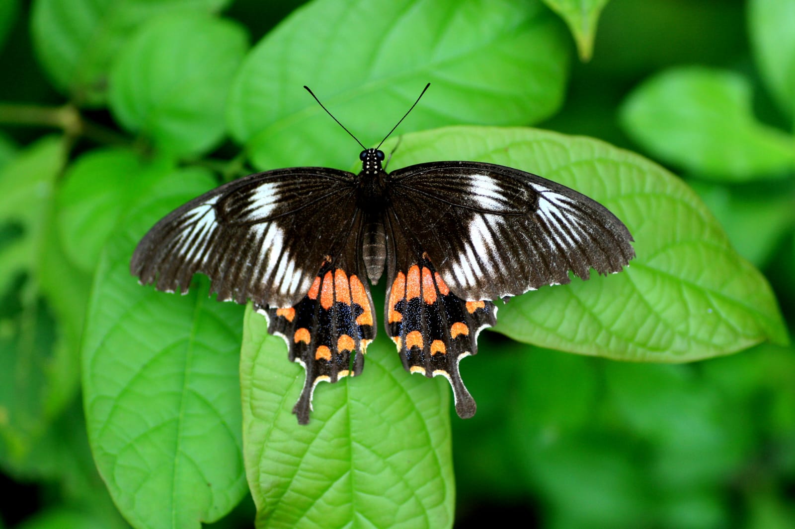 Birds & Insects - Indira Nagar Park-Adyar